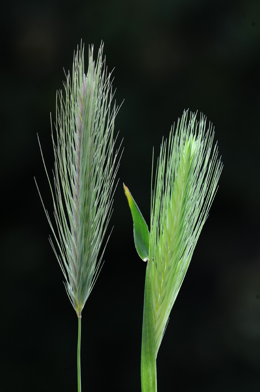 VicFlora: Hordeum