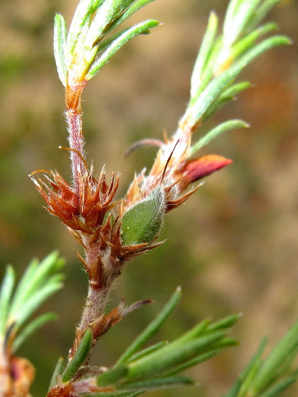VicFlora: Pultenaea tenuifolia