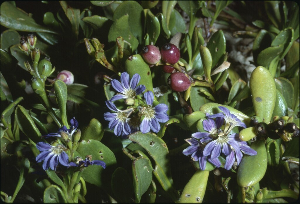 VicFlora: Scaevola calendulacea