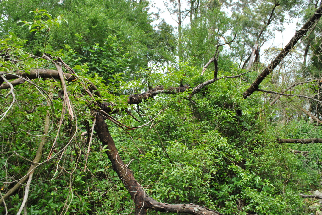 VicFlora: Celastrus australis