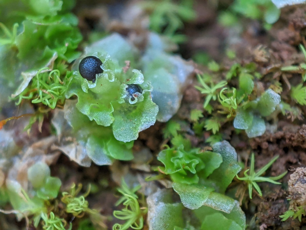 VicFlora: Fossombroniaceae