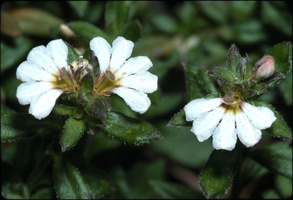 VicFlora: Goodeniaceae
