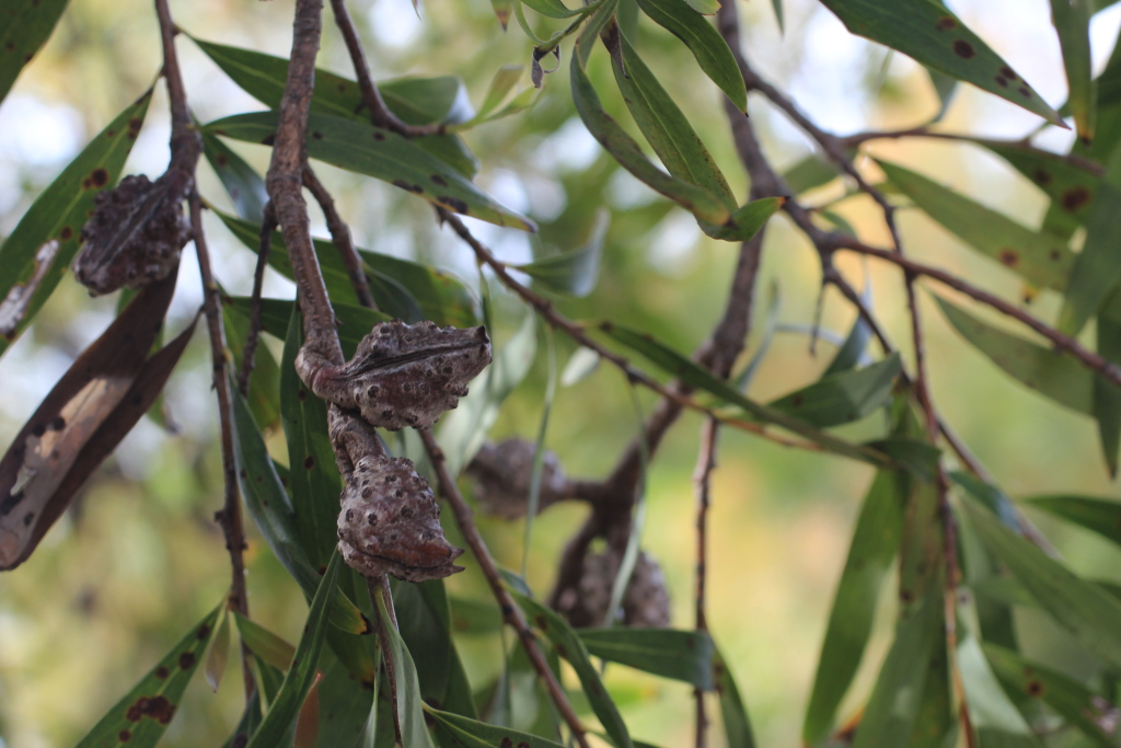 VicFlora: Hakea salicifolia