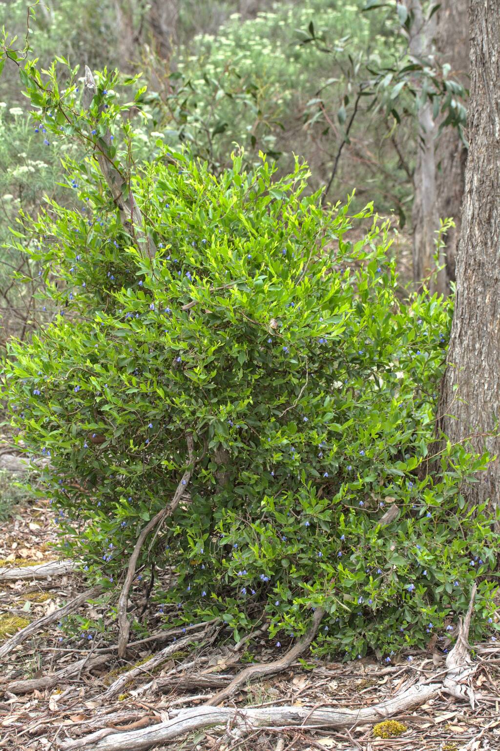 VicFlora: Billardiera fusiformis