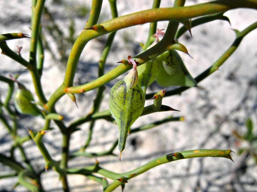 VicFlora: Daviesia brevifolia