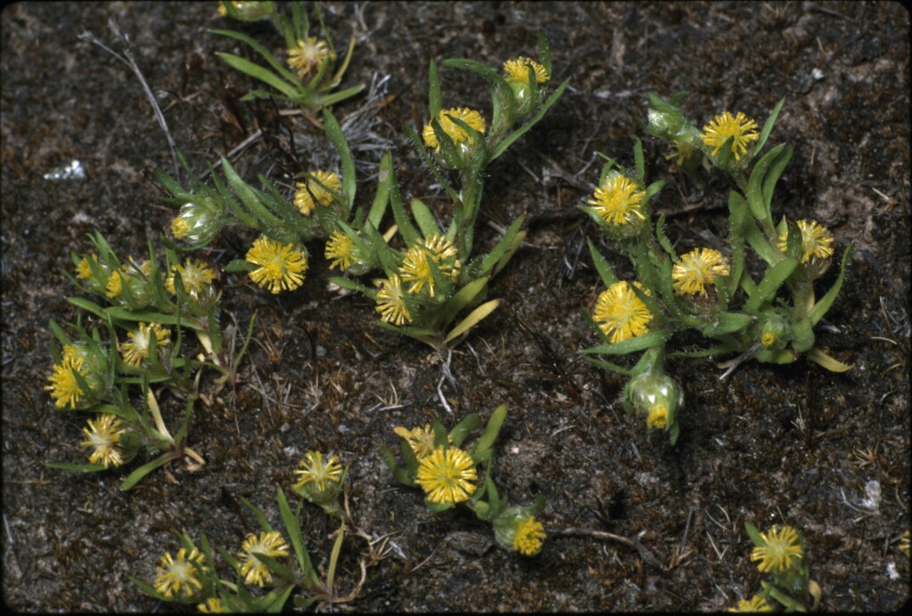 VicFlora: Triptilodiscus