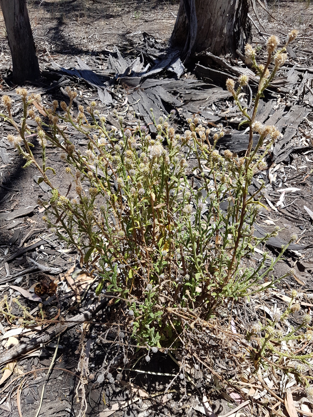 VicFlora: Pterocaulon sphacelatum