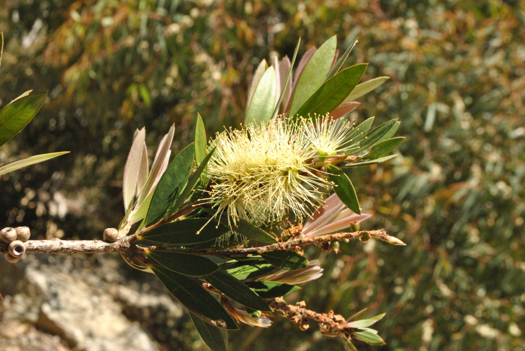 VicFlora: Callistemon
