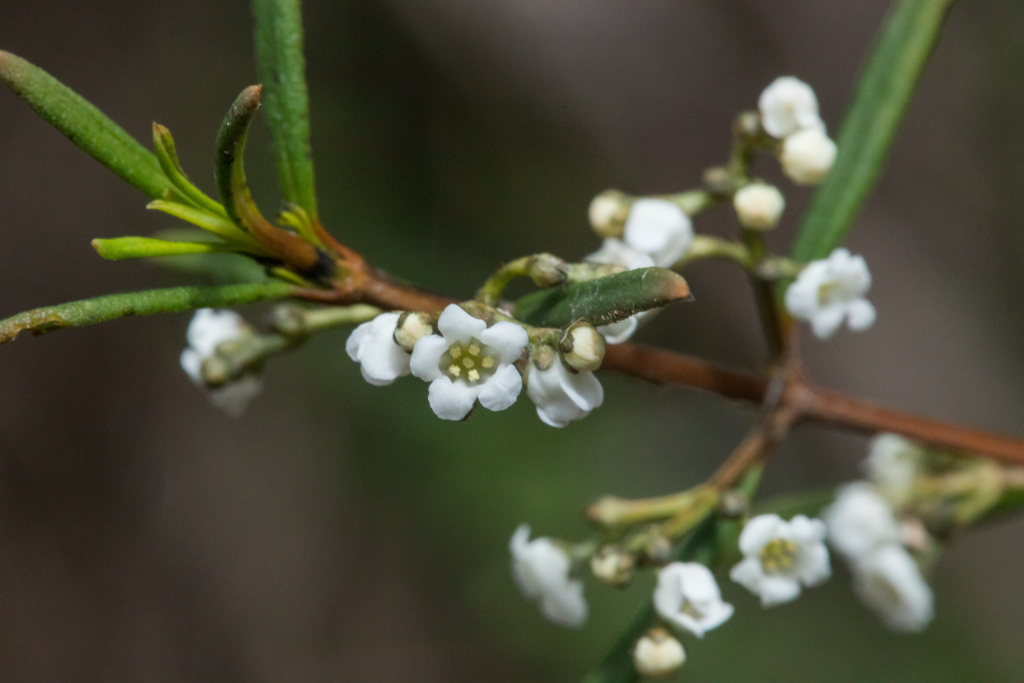 VicFlora: Logania albiflora