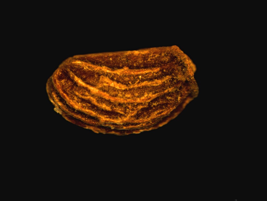 VicFlora: Xanthosia