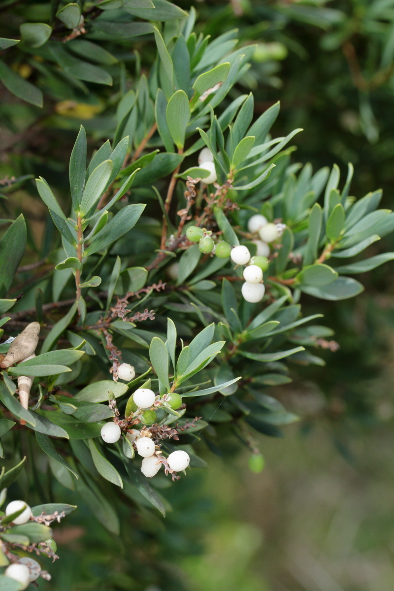 VicFlora: Leucopogon parviflorus