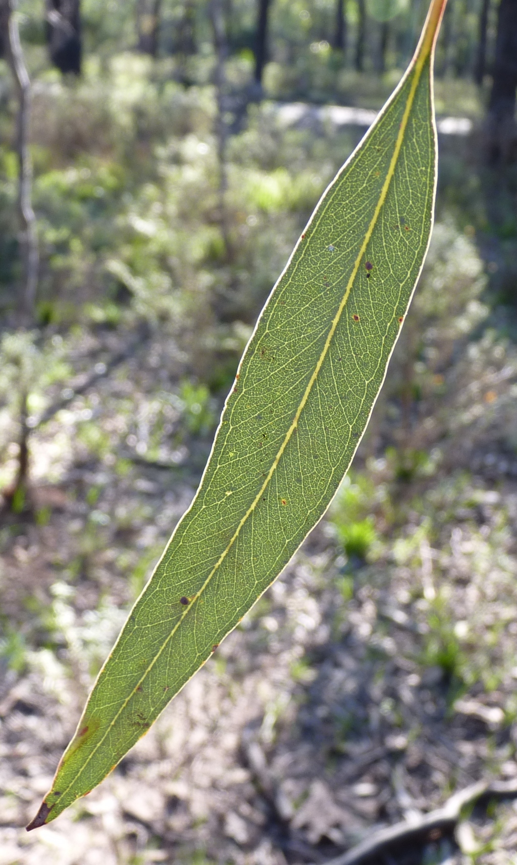 VicFlora: Eucalyptus sideroxylon