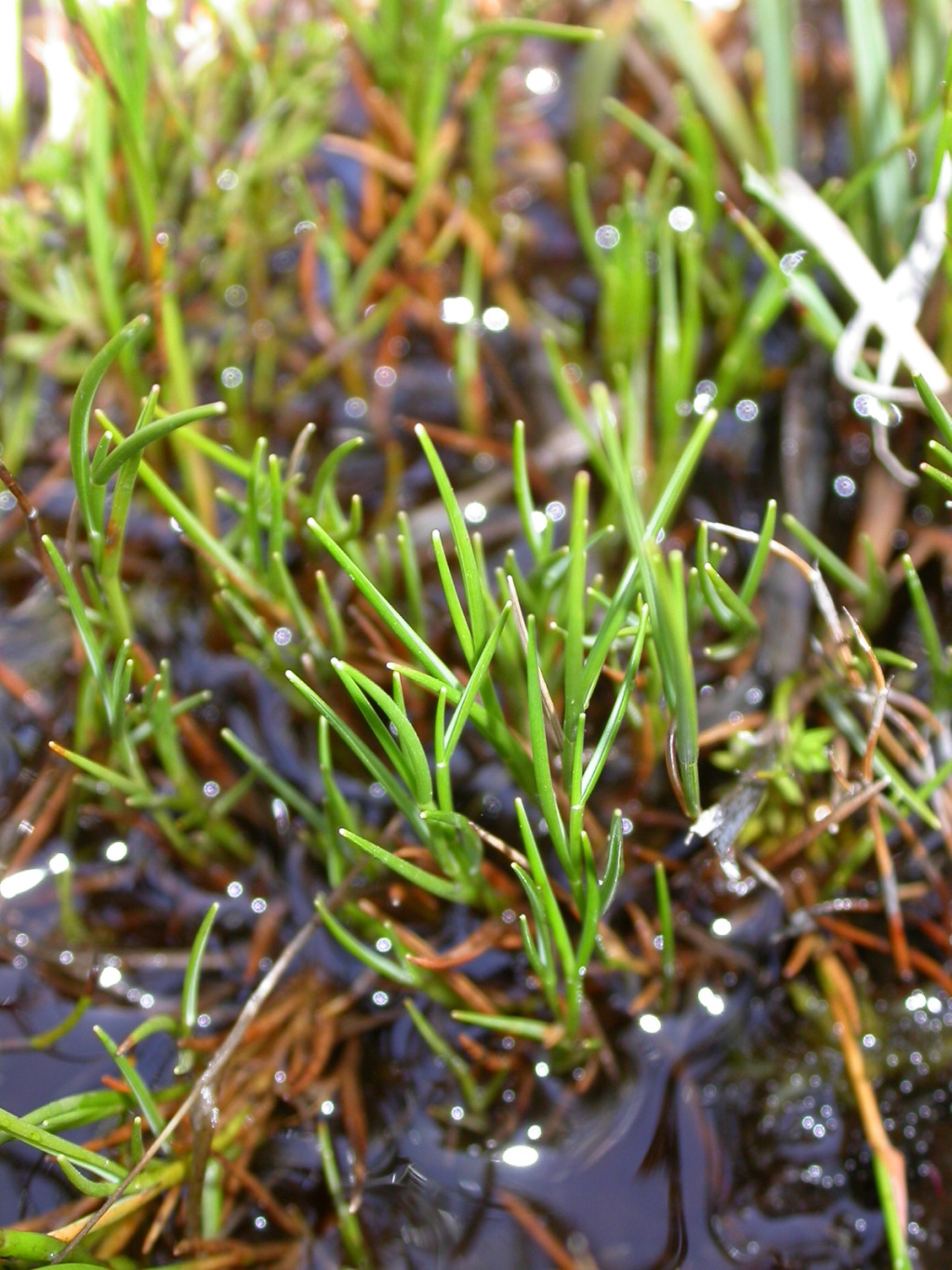 VicFlora: Tetrarrhena turfosa