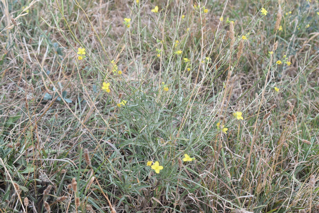 VicFlora: Diplotaxis tenuifolia