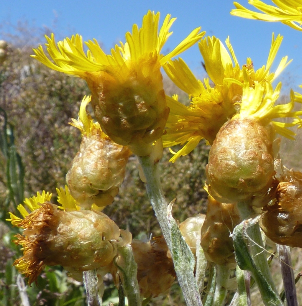 VicFlora: Podolepis robusta