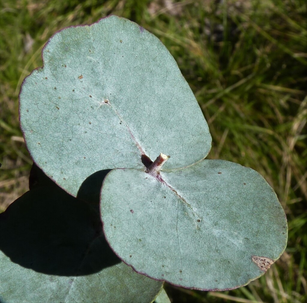 VicFlora: Eucalyptus rubida