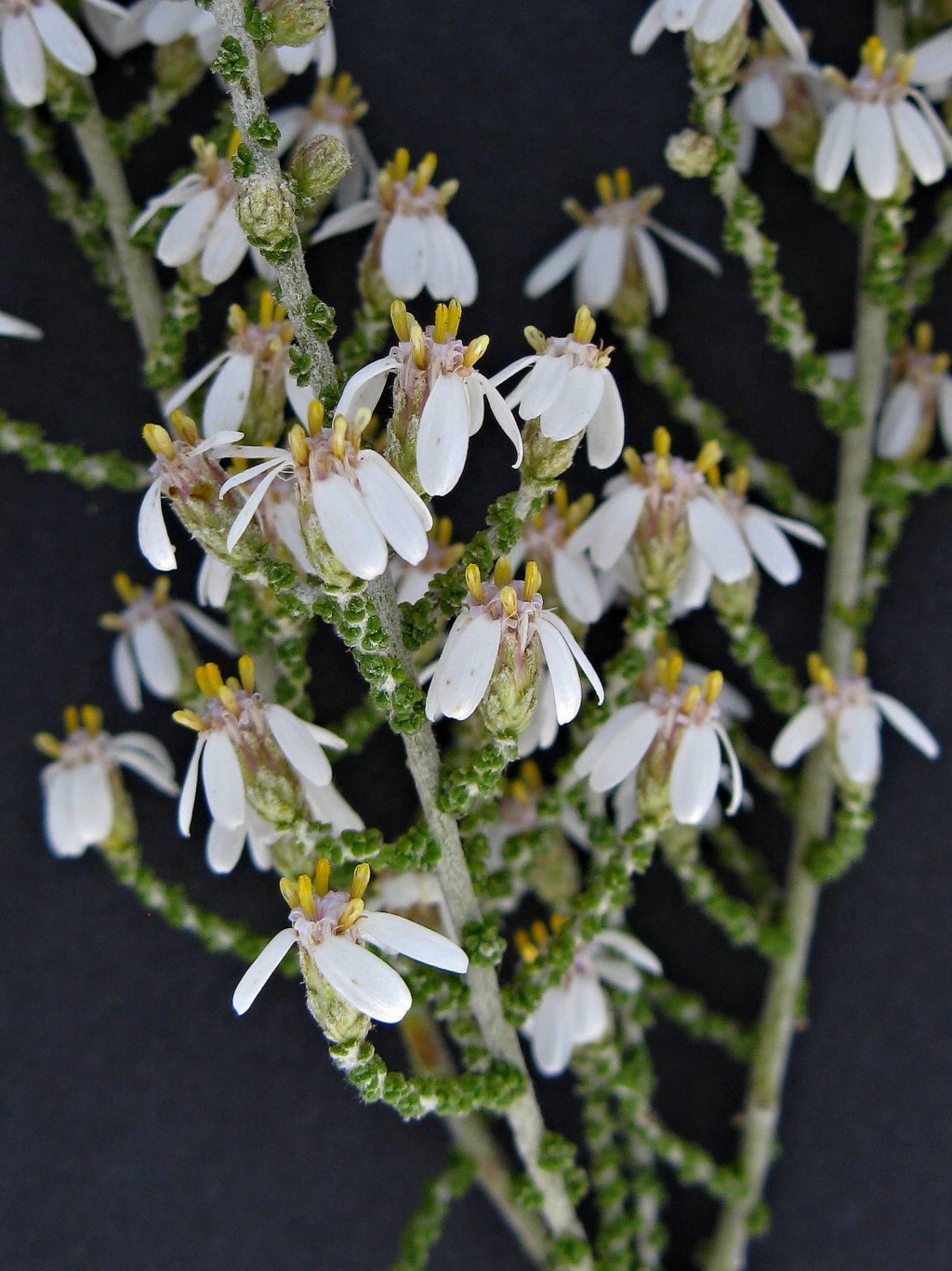 VicFlora: Olearia lepidophylla