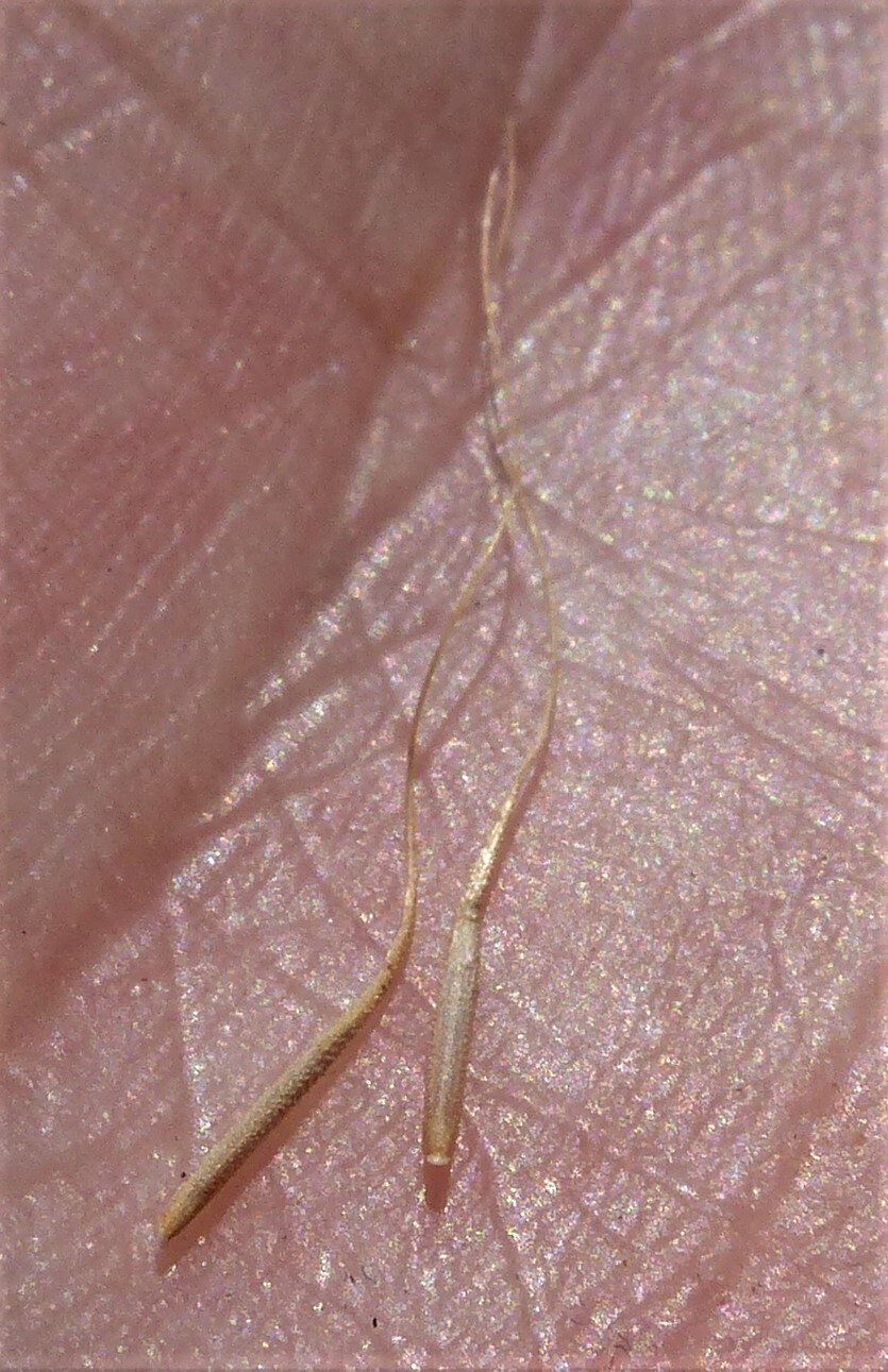 VicFlora: Vulpia myuros