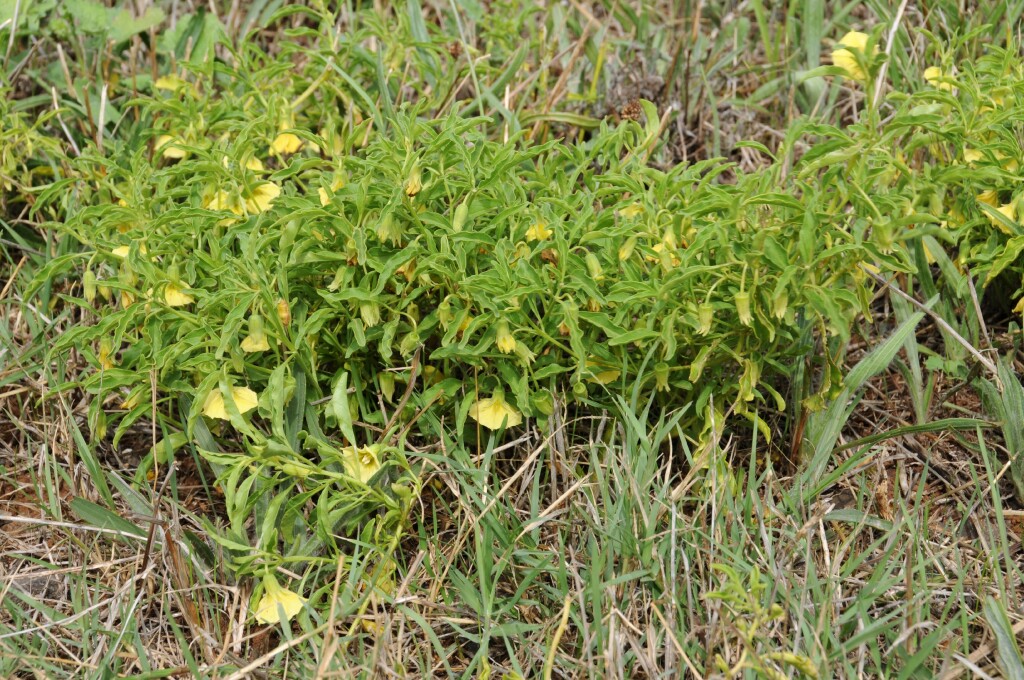 VicFlora: Physalis hederifolia