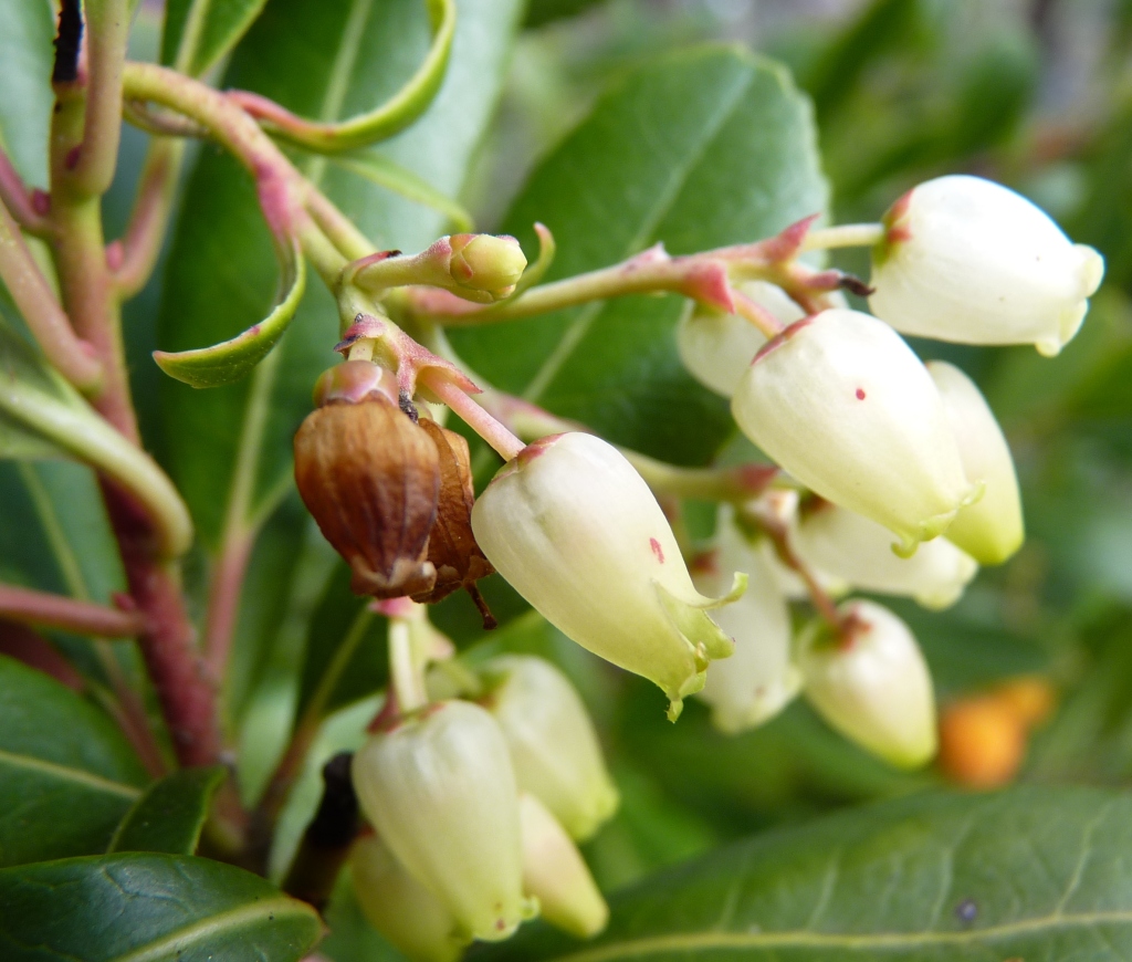 VicFlora: Ericaceae