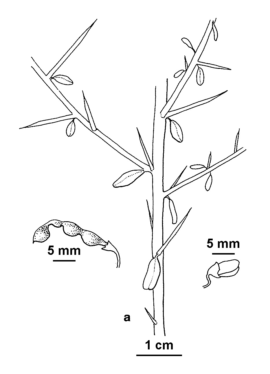 VicFlora: Alhagi maurorum