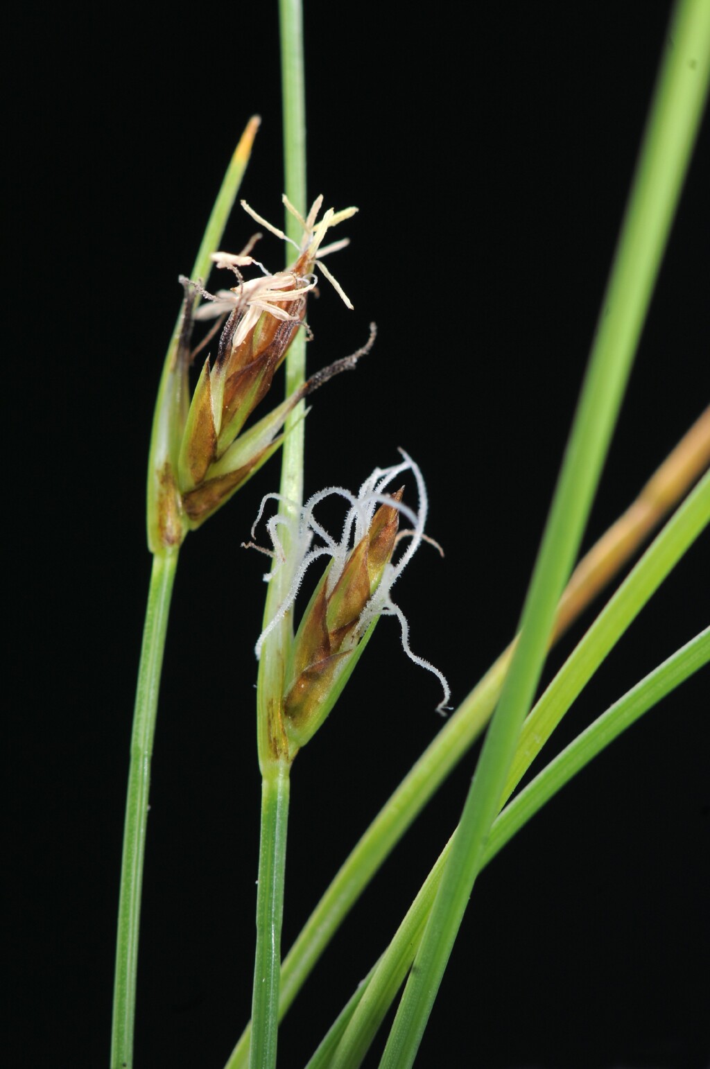 VicFlora: Carex archeri