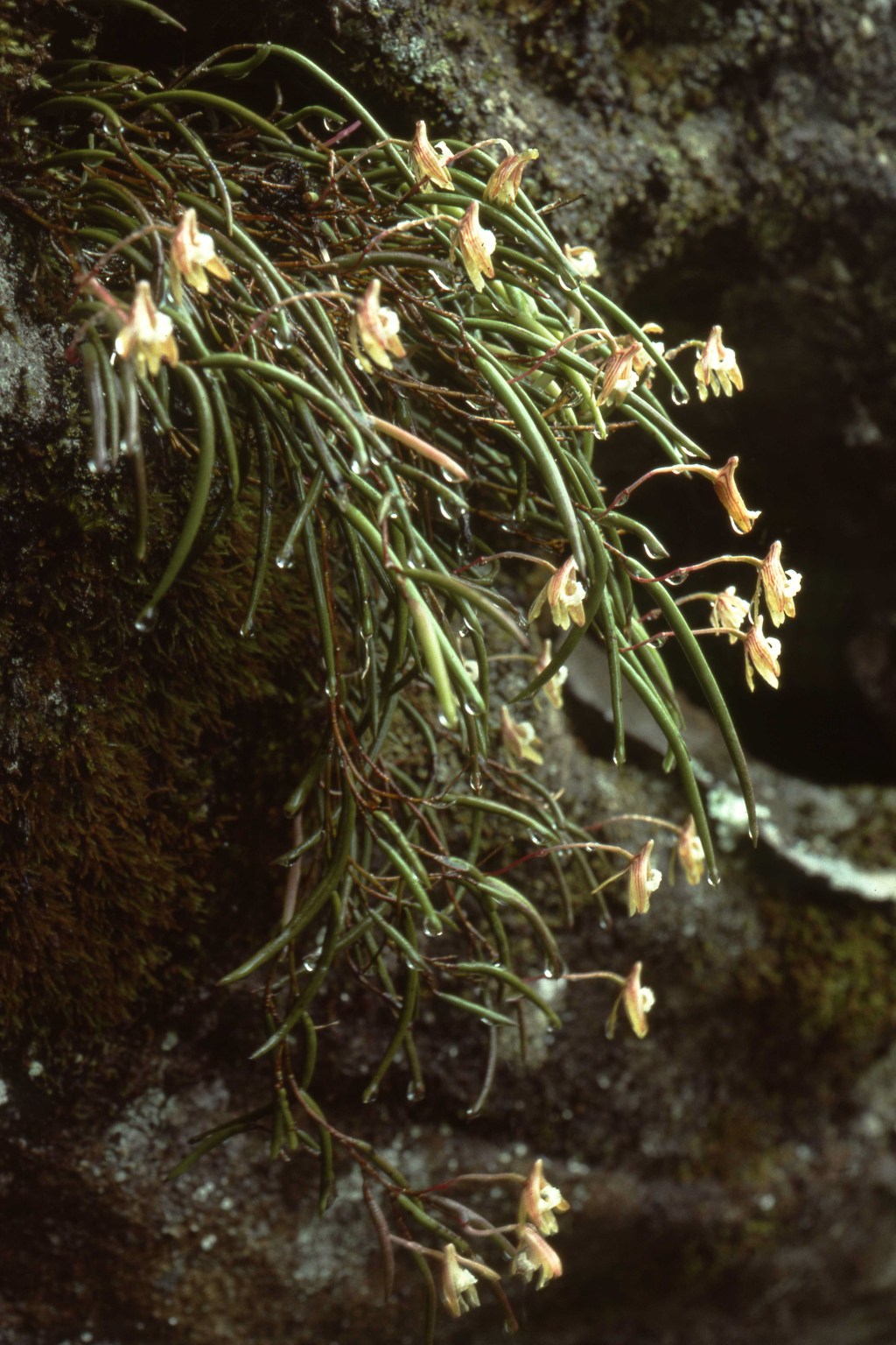 VicFlora: Dendrobium striolatum