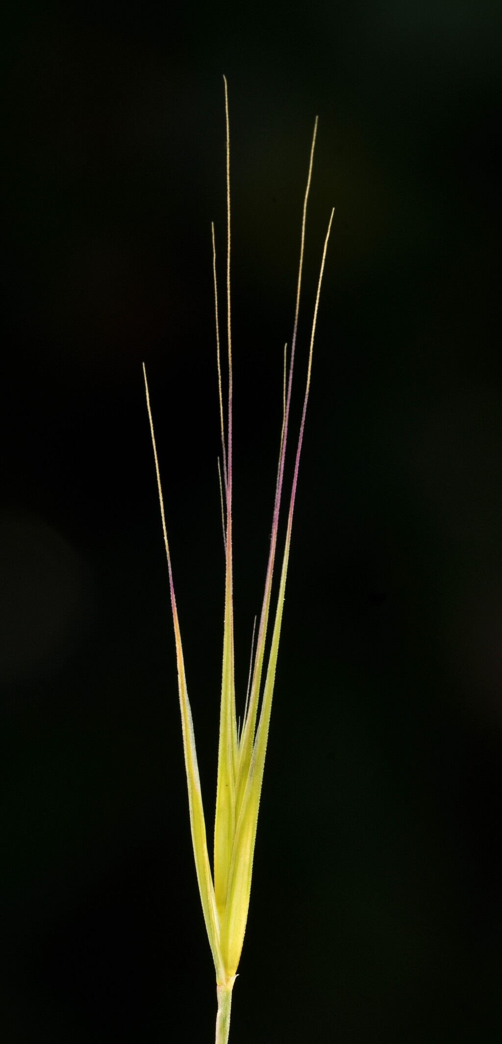 VicFlora: Vulpia fasciculata