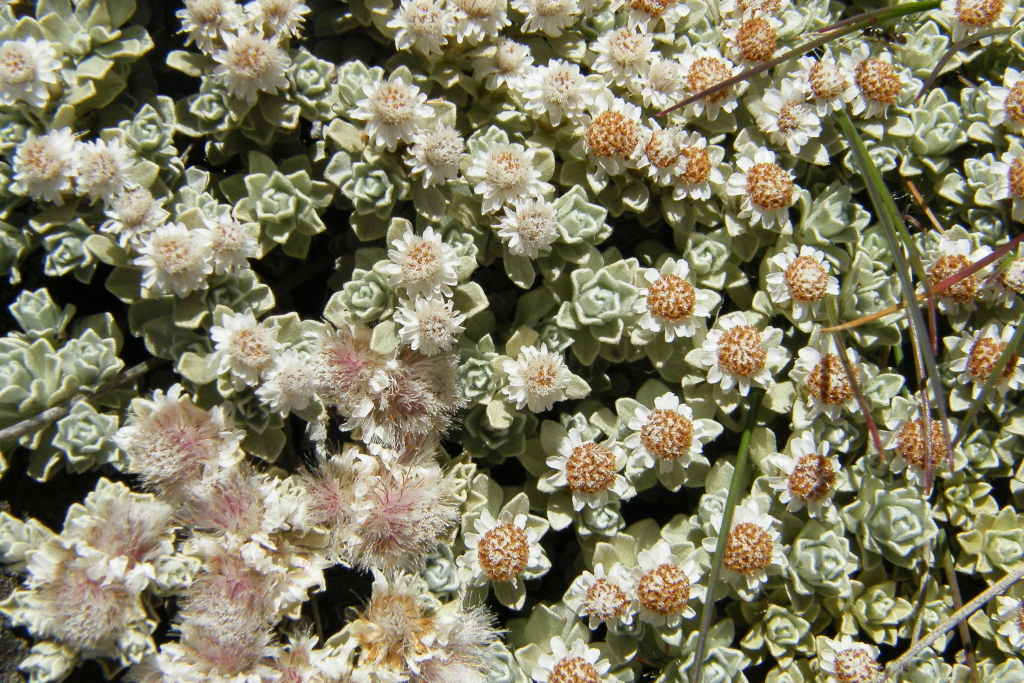 VicFlora: Ewartia nubigena