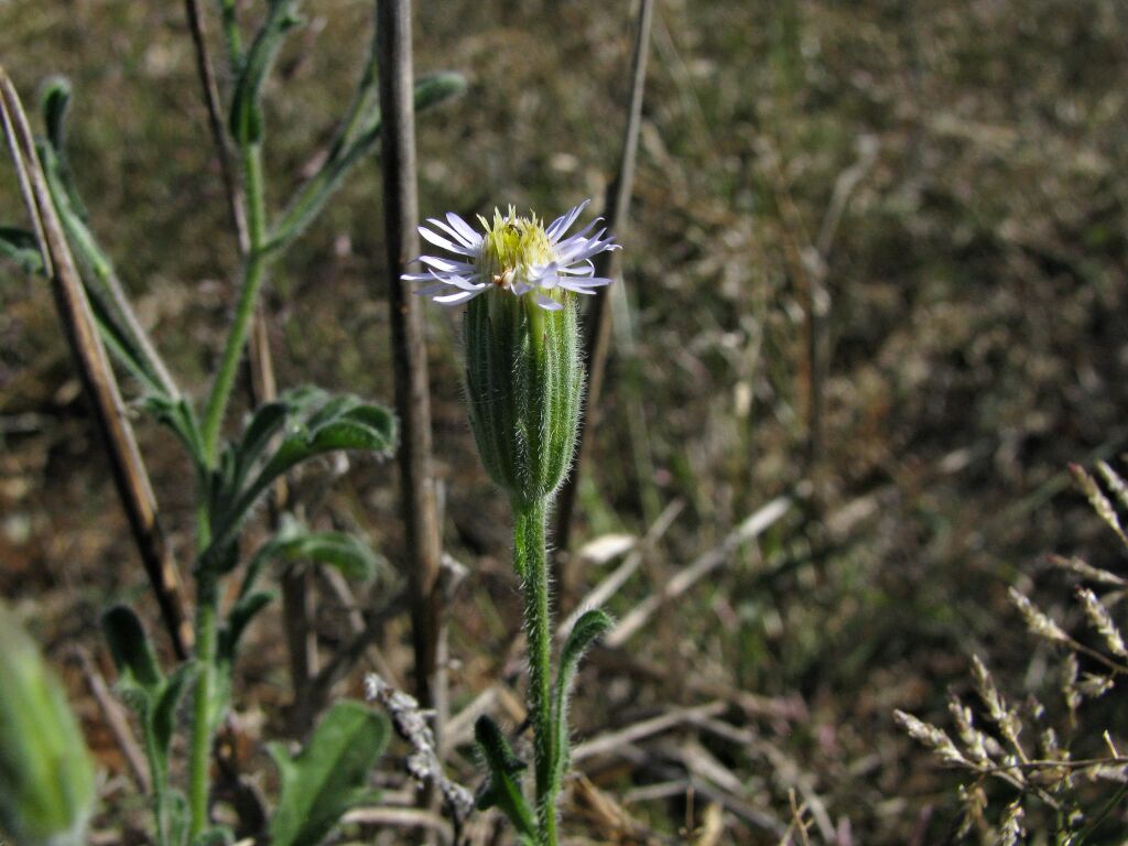 VicFlora: Vittadinia cervicularis