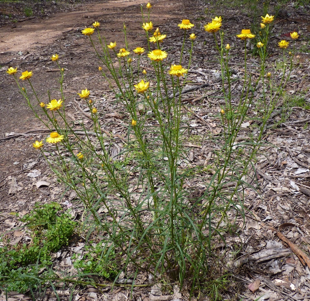 VicFlora: Xerochrysum viscosum