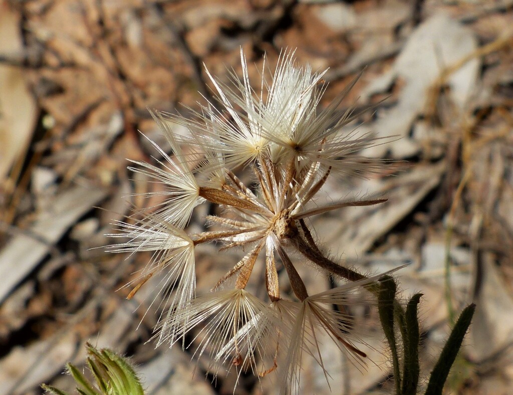 VicFlora: Vittadinia cuneata