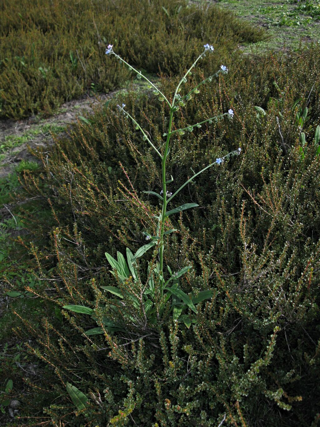 VicFlora: Cynoglossum australe