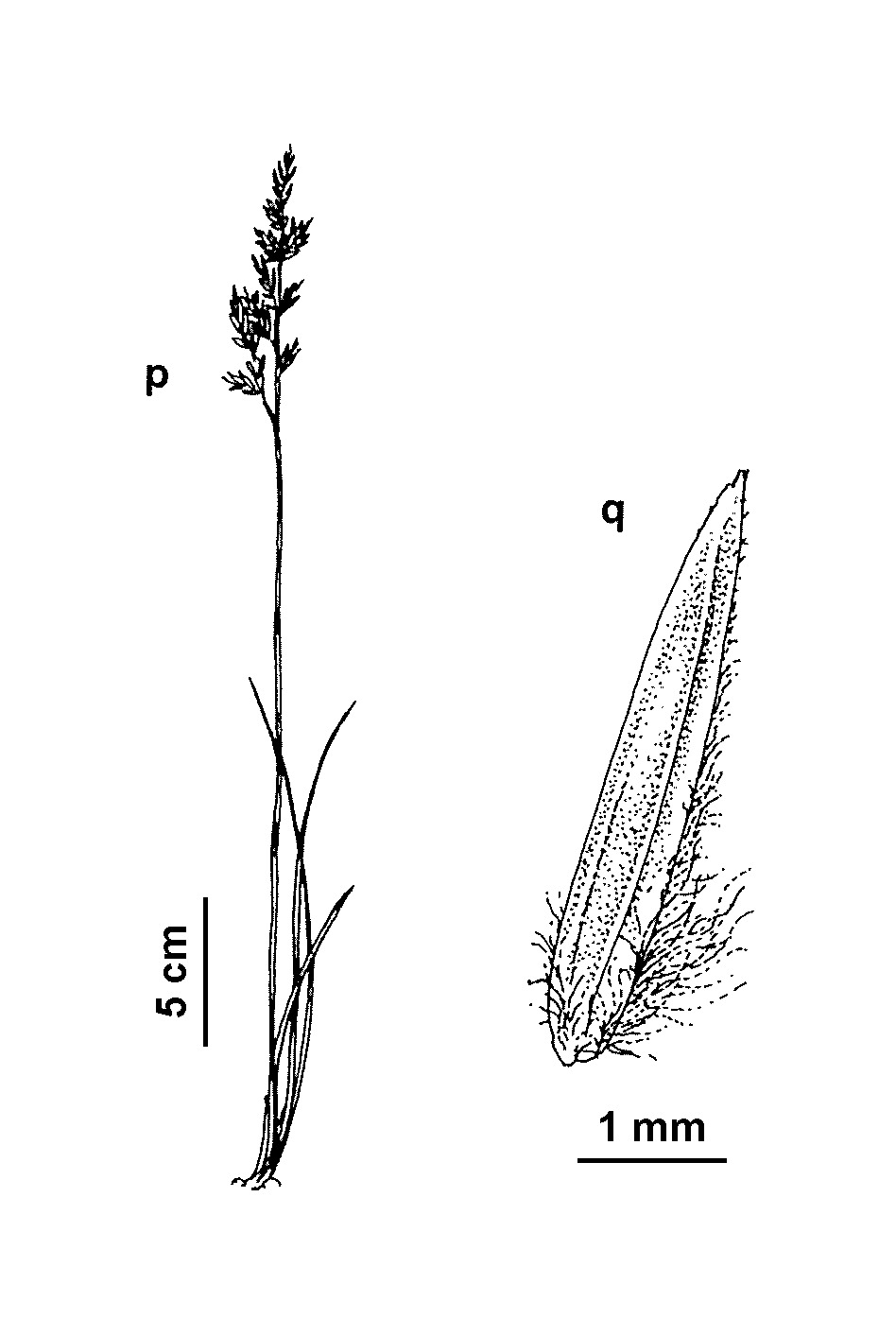 VicFlora: Poa poiformis var. poiformis