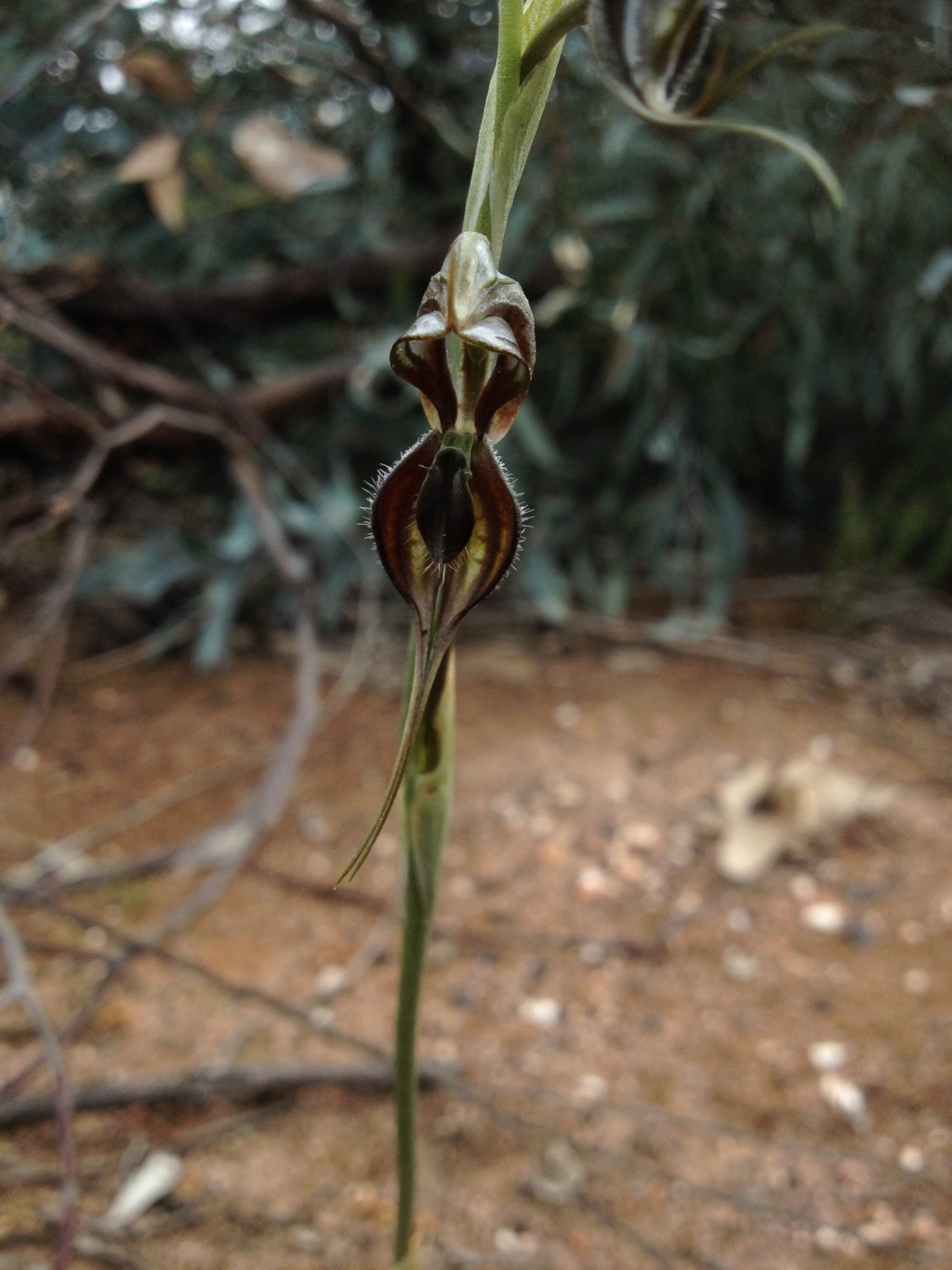 VicFlora: Pterostylis maxima