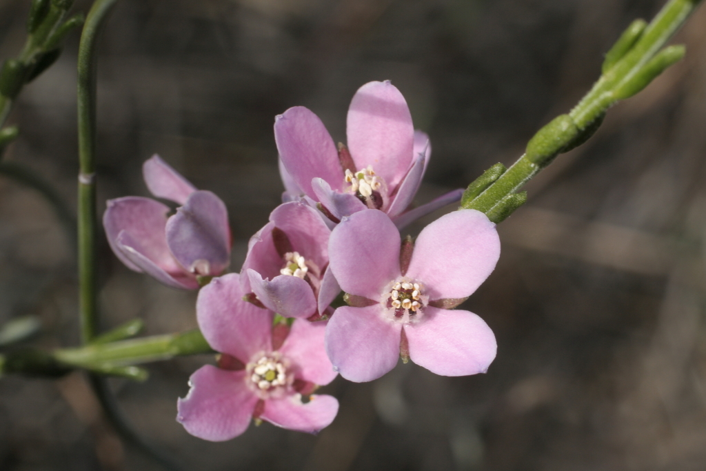 VicFlora: Cyanothamnus coerulescens subsp. coerulescens