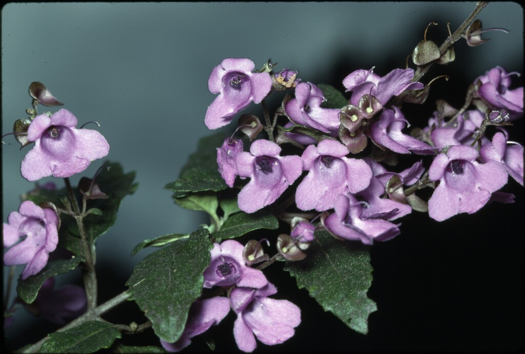 VicFlora: Prostanthera