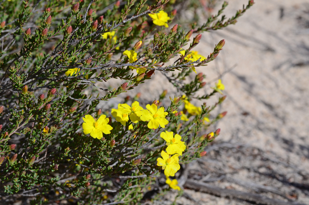 VicFlora: Hibbertia riparia