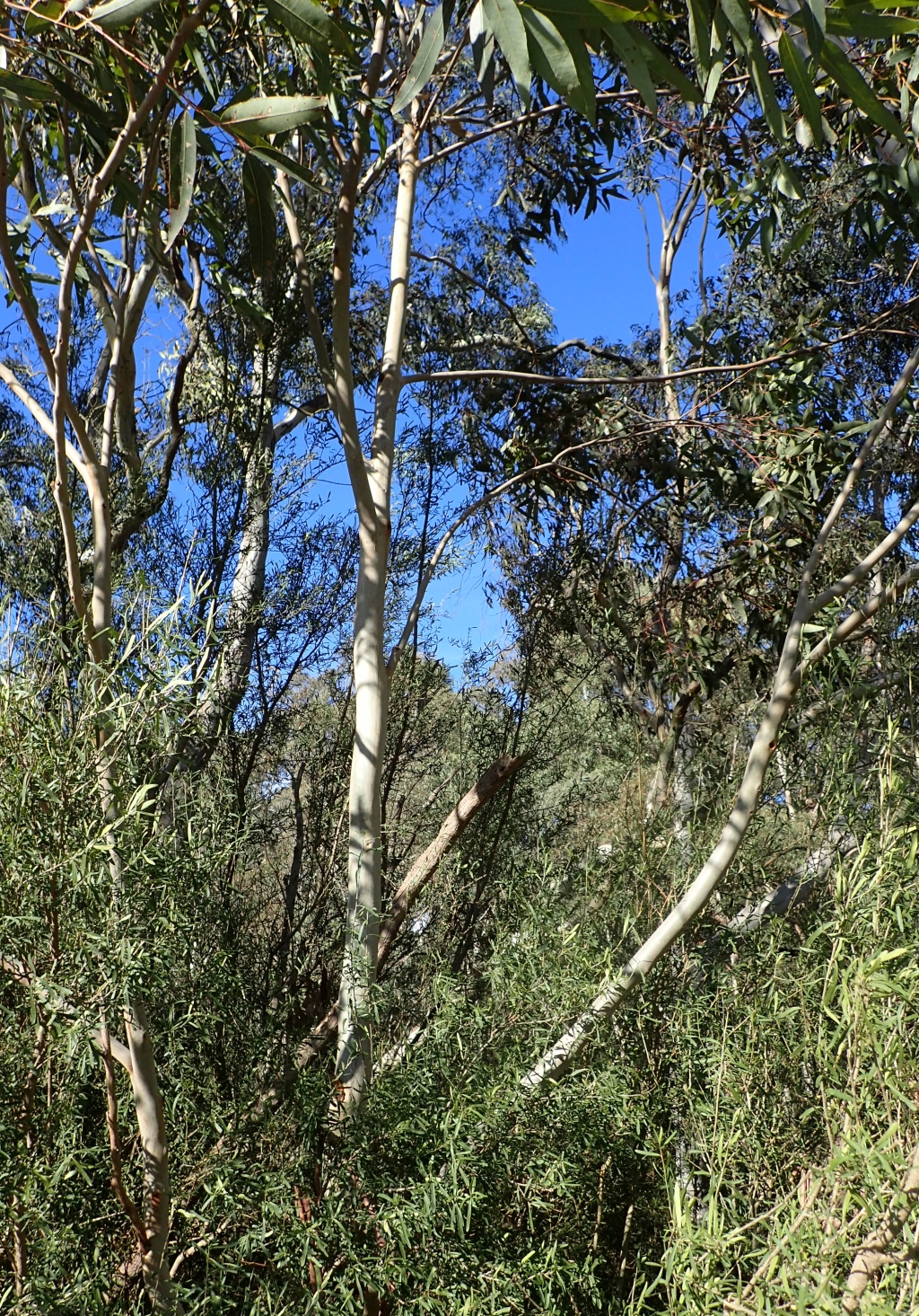 VicFlora: Eucalyptus saligna