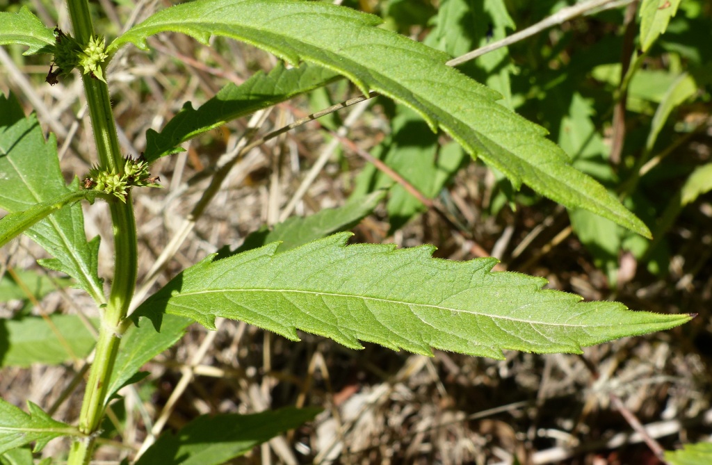 VicFlora: Lycopus australis