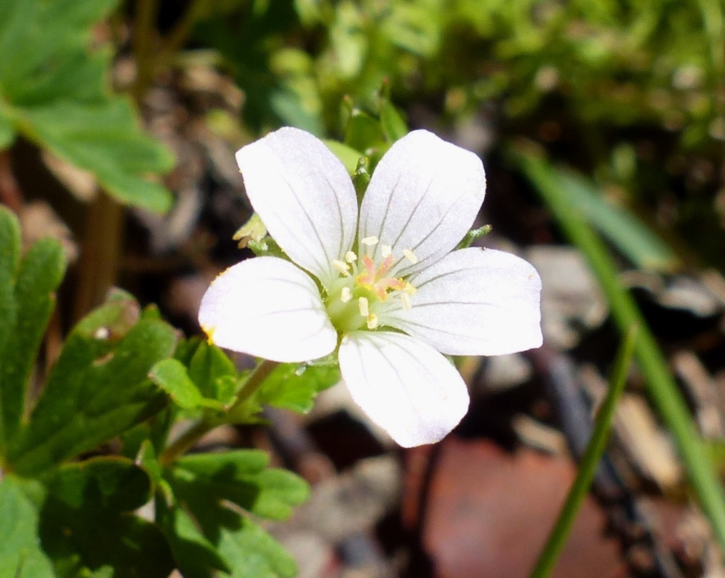 VicFlora: Geranium potentilloides