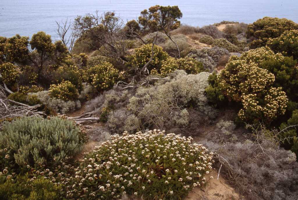 VicFlora: Ozothamnus turbinatus