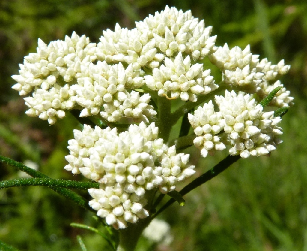 VicFlora: Cassinia aculeata subsp. aculeata