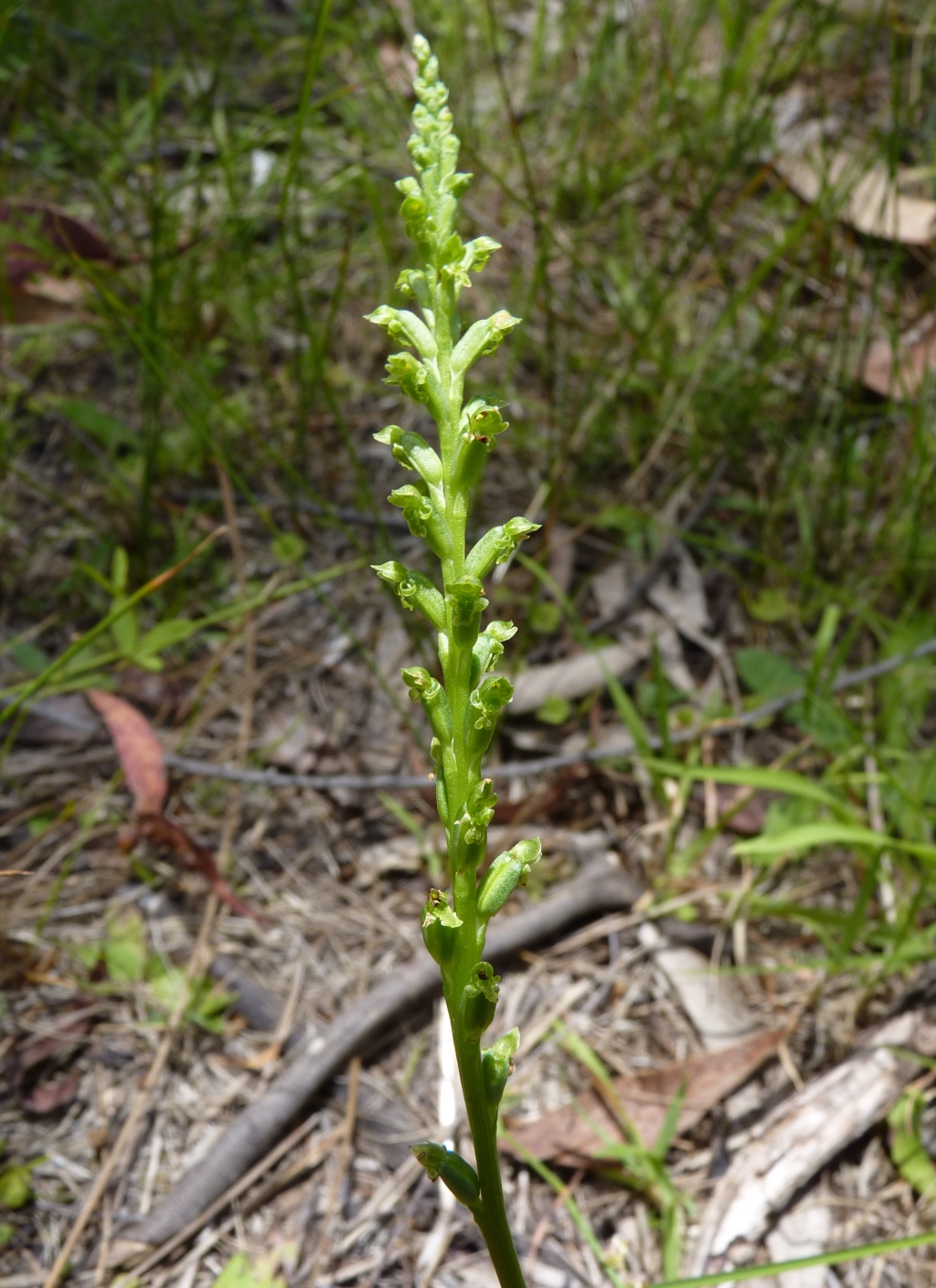 VicFlora: Microtis rara