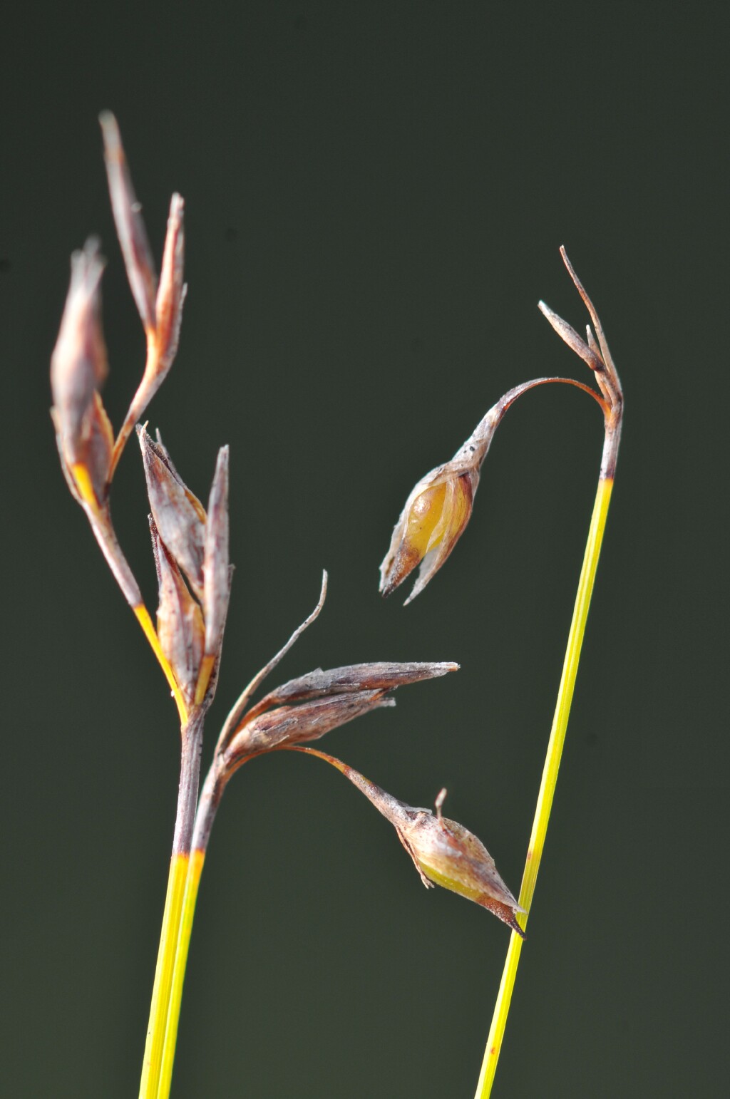 VicFlora: Netrostylis capillaris