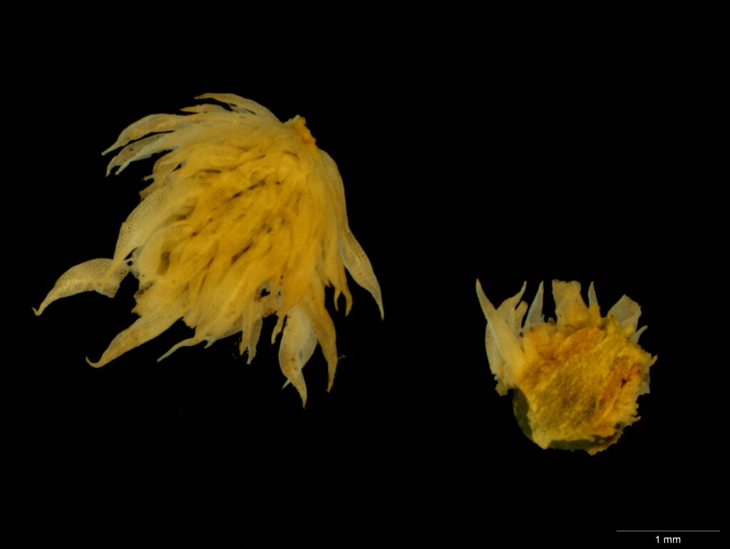 VicFlora: Eryngium ovinum