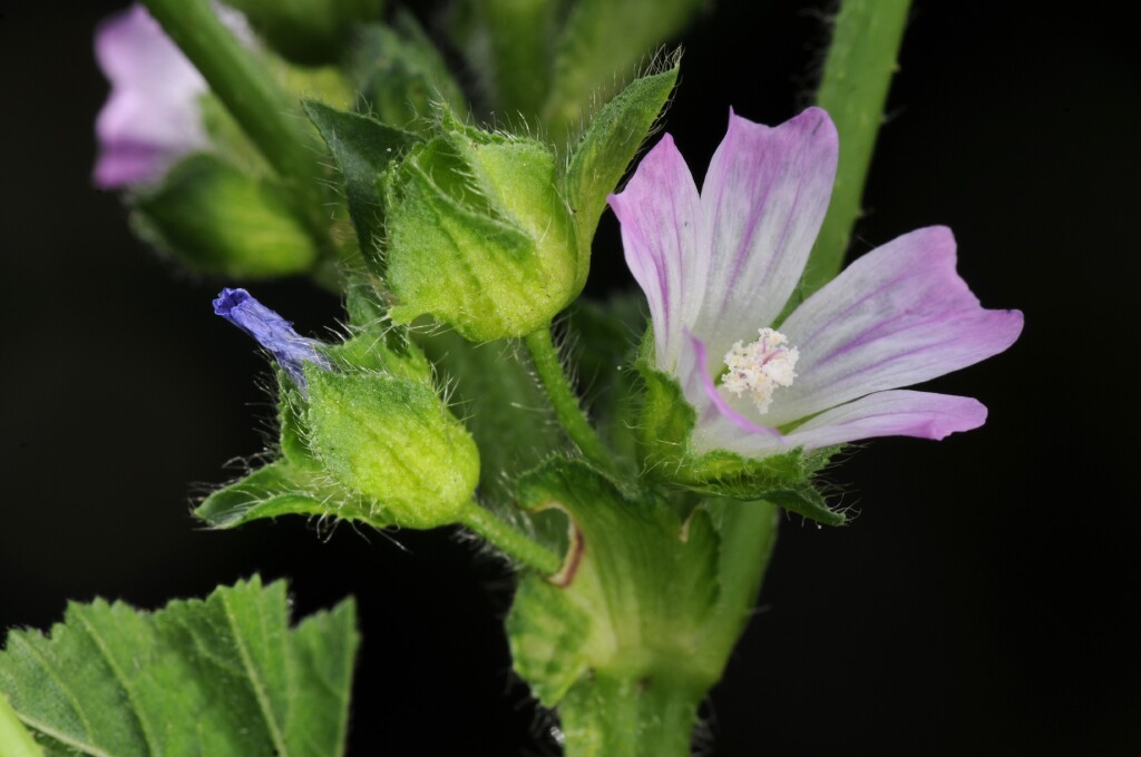 VicFlora: Malva nicaeensis