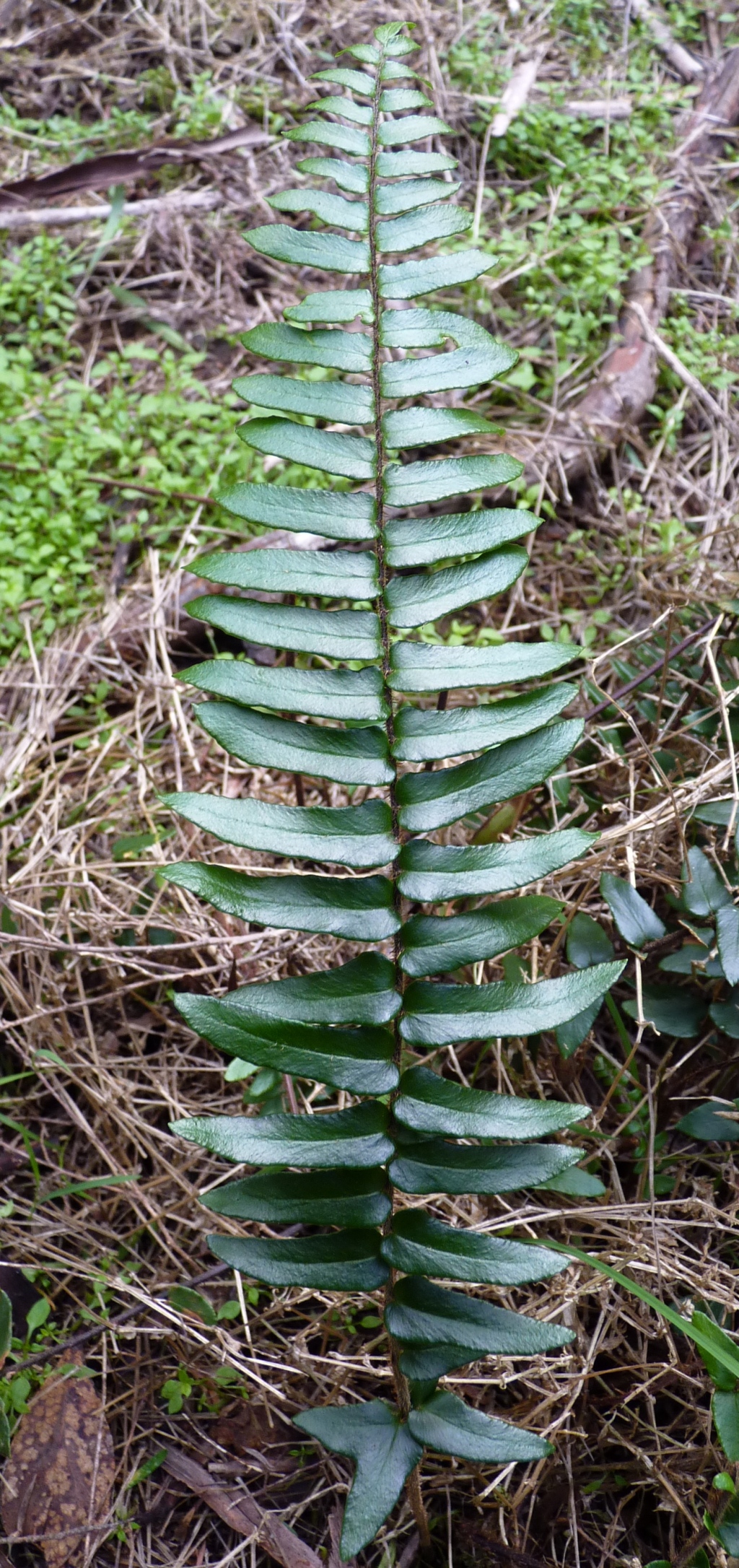 VicFlora: Pellaea falcata