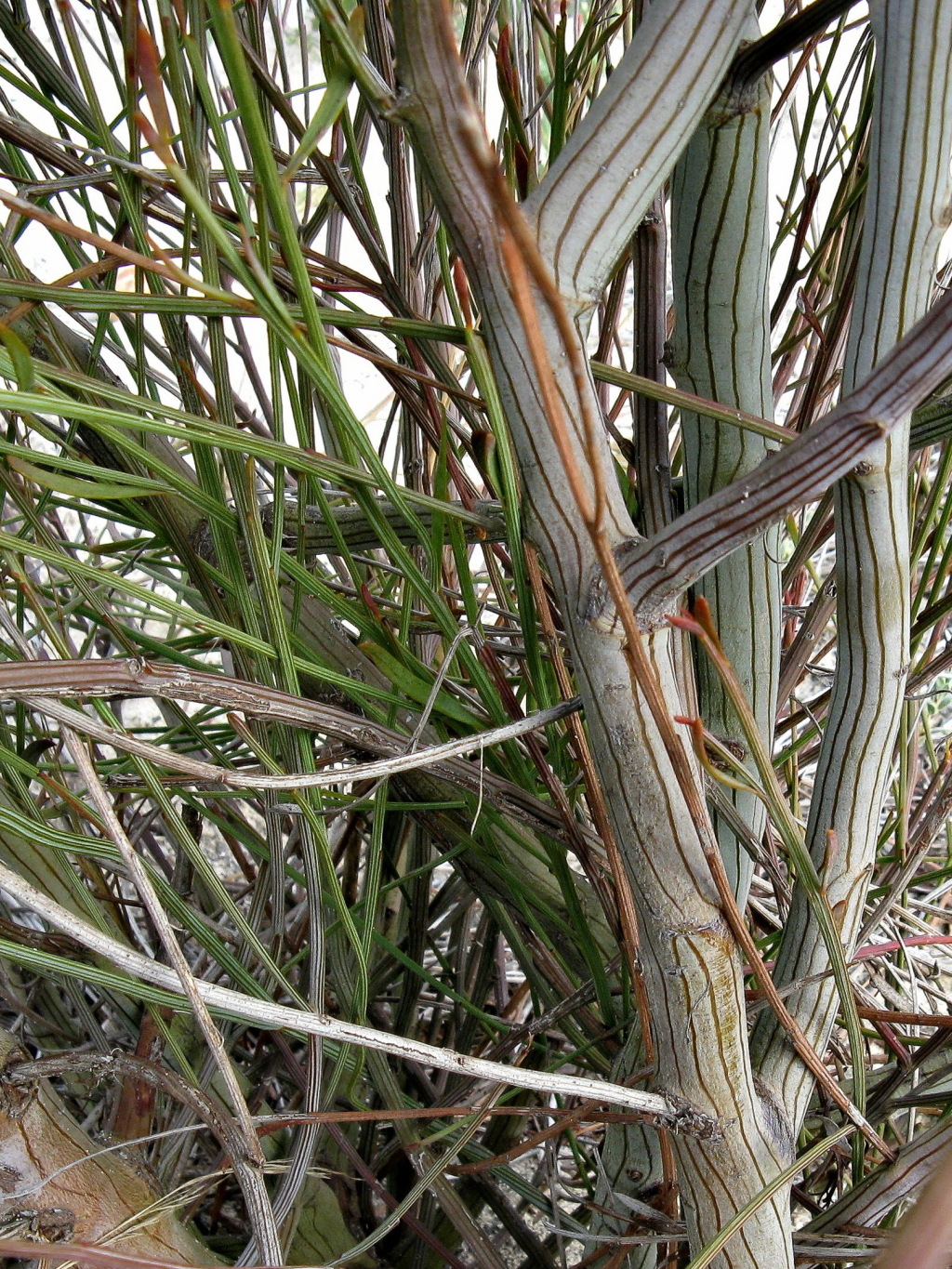 VicFlora: Exocarpos sparteus