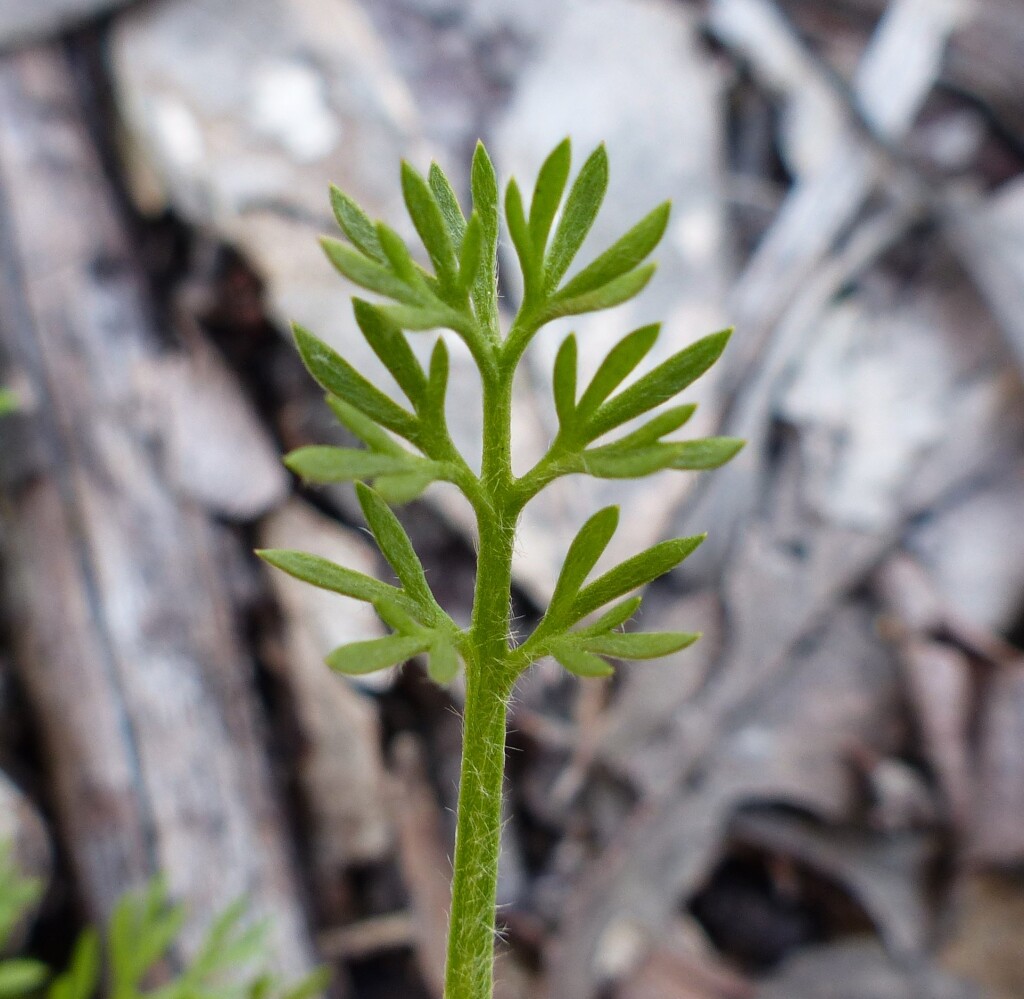 VicFlora: Soliva sessilis